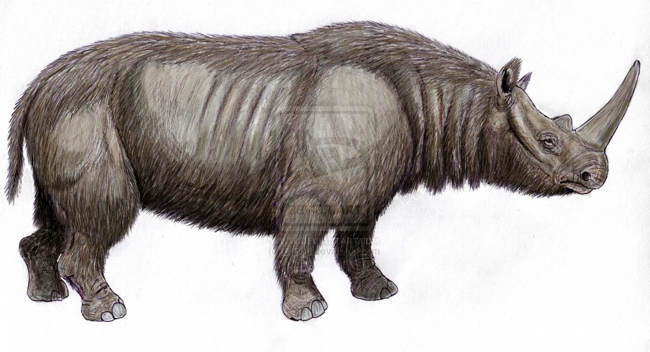 Stephanorhinus hemitoechus | Wiki Prehistórico | Fandom powered by Wikia