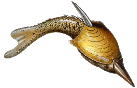 Pteraspis | Wiki Prehistórico | FANDOM powered by Wikia