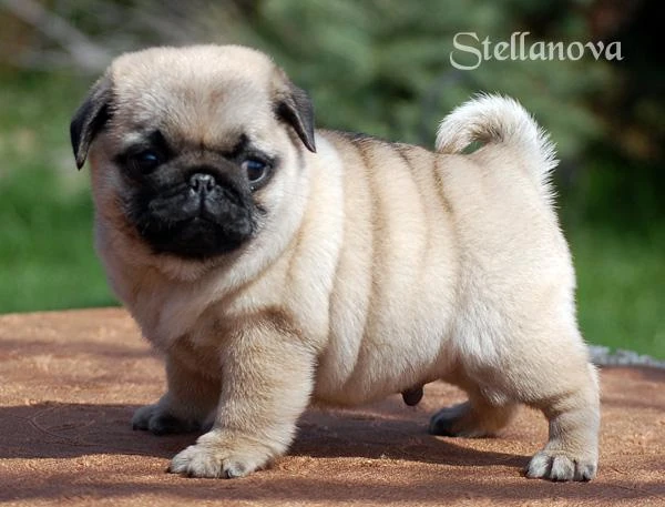 Obraz - Mops 4.jpg | Psy i szczeniaki Wiki | FANDOM powered by Wikia