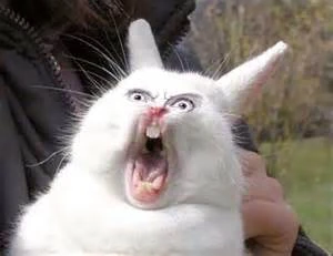 Image - Screaming bunny.jpg | R2D Wiki | Fandom powered by Wikia