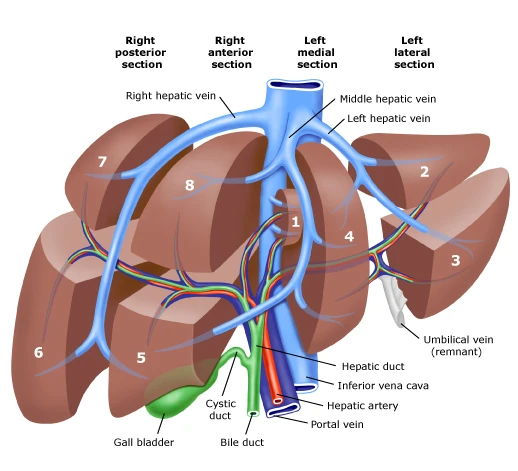 Abdomen:Solid viscus:Couinaud segments | RANZCRPart1 Wiki | FANDOM ...