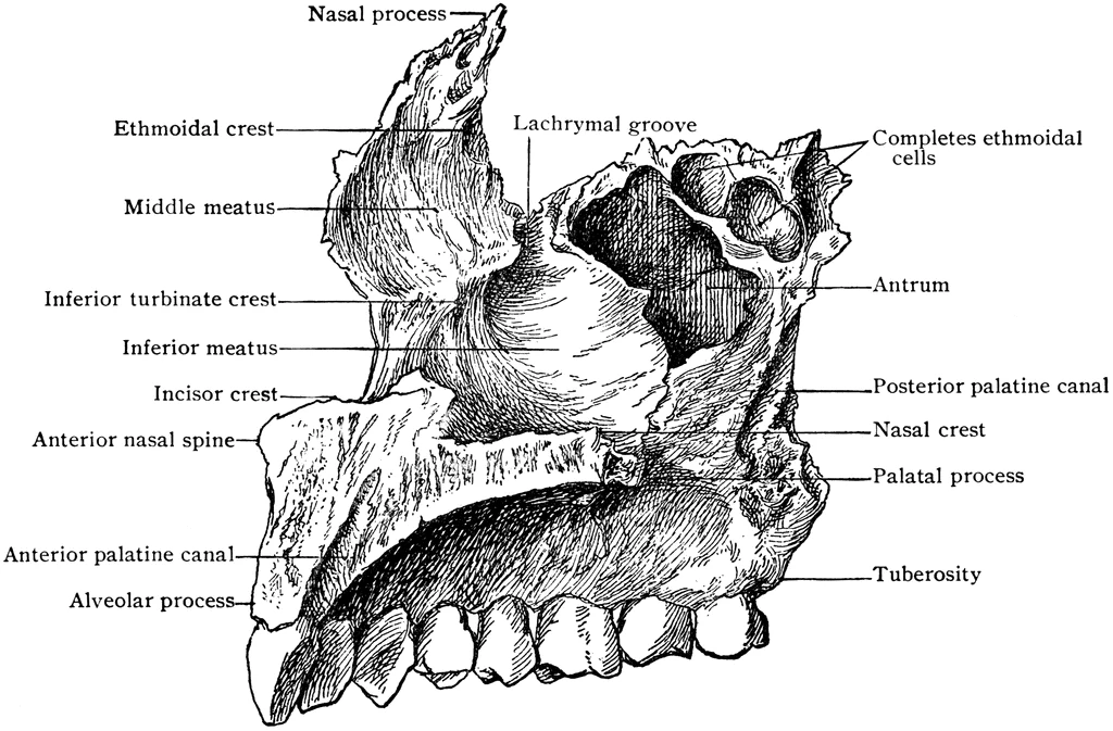 Maxilla Anatomy Diagram