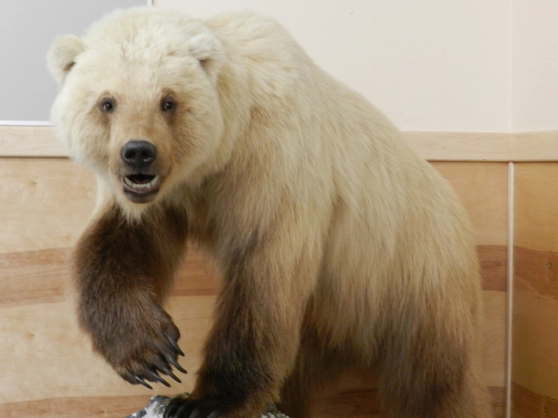 Oso Grolar | Wiki Reino Animalia | FANDOM powered by Wikia