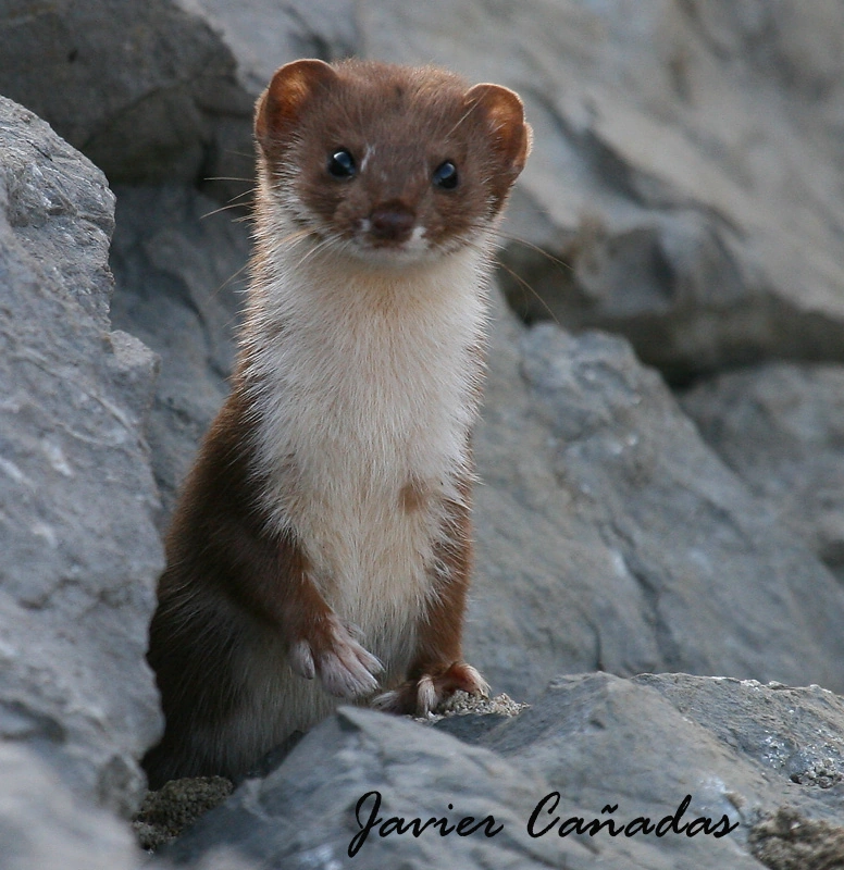 Comadreja Andina | Wiki Reino Animalia | FANDOM powered by Wikia