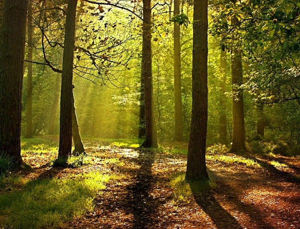 Bosque | Wiki Reino Animalia | FANDOM powered by Wikia