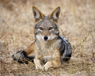 Chacal | Wiki Reino Animalia | FANDOM powered by Wikia