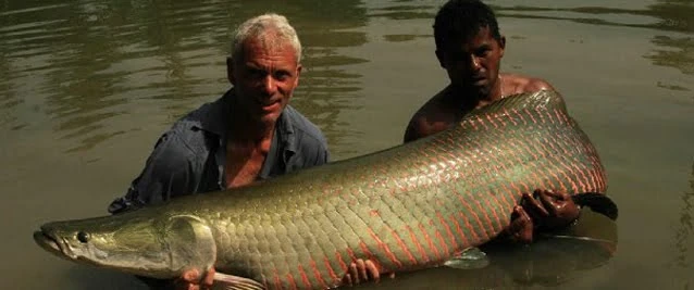 Arapaima | River Monsters Wiki | FANDOM powered by Wikia