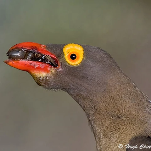 Oxpecker - Dr. Seuss Wiki