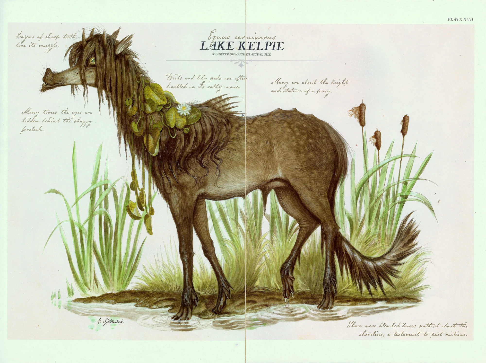 Kelpie | Spiderwick Chronicles Wiki | FANDOM powered by Wikia