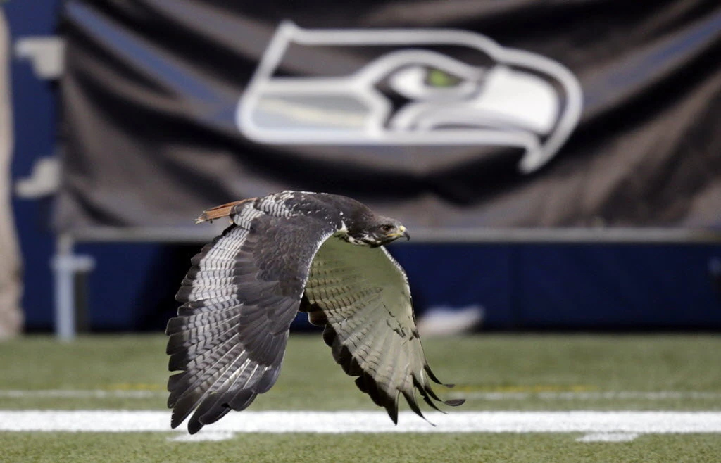 Taima the hawk (Seattle Seahawks) | SportsMascots Wikia | Fandom ...