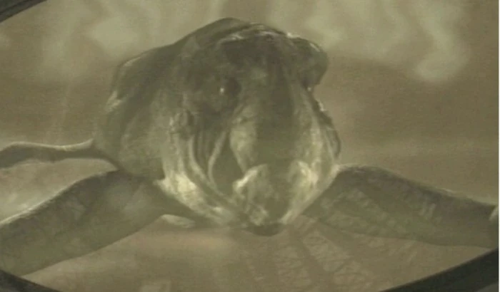 Xindi | Memory Beta, non-canon Star Trek Wiki | FANDOM powered by Wikia