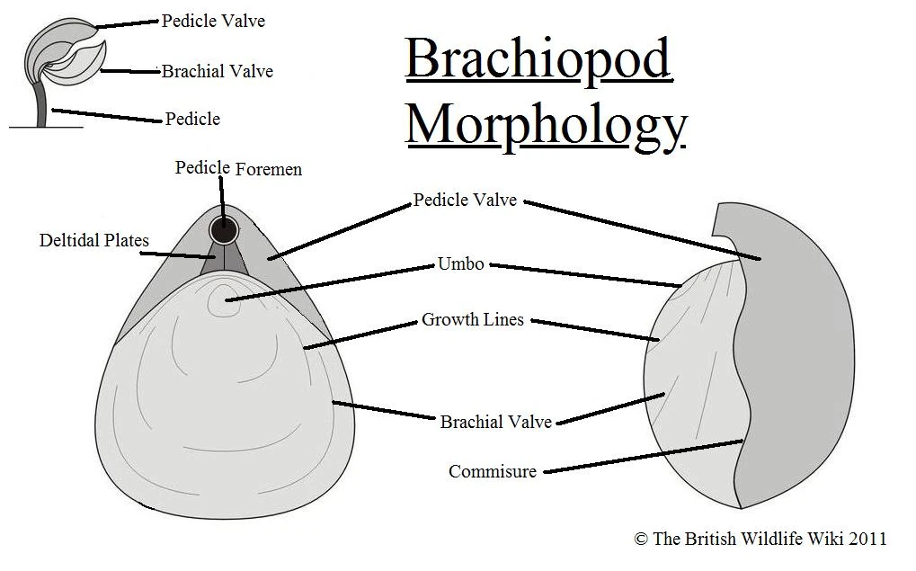 Category:Brachiopods | British Wildlife Wiki | Fandom powered by Wikia