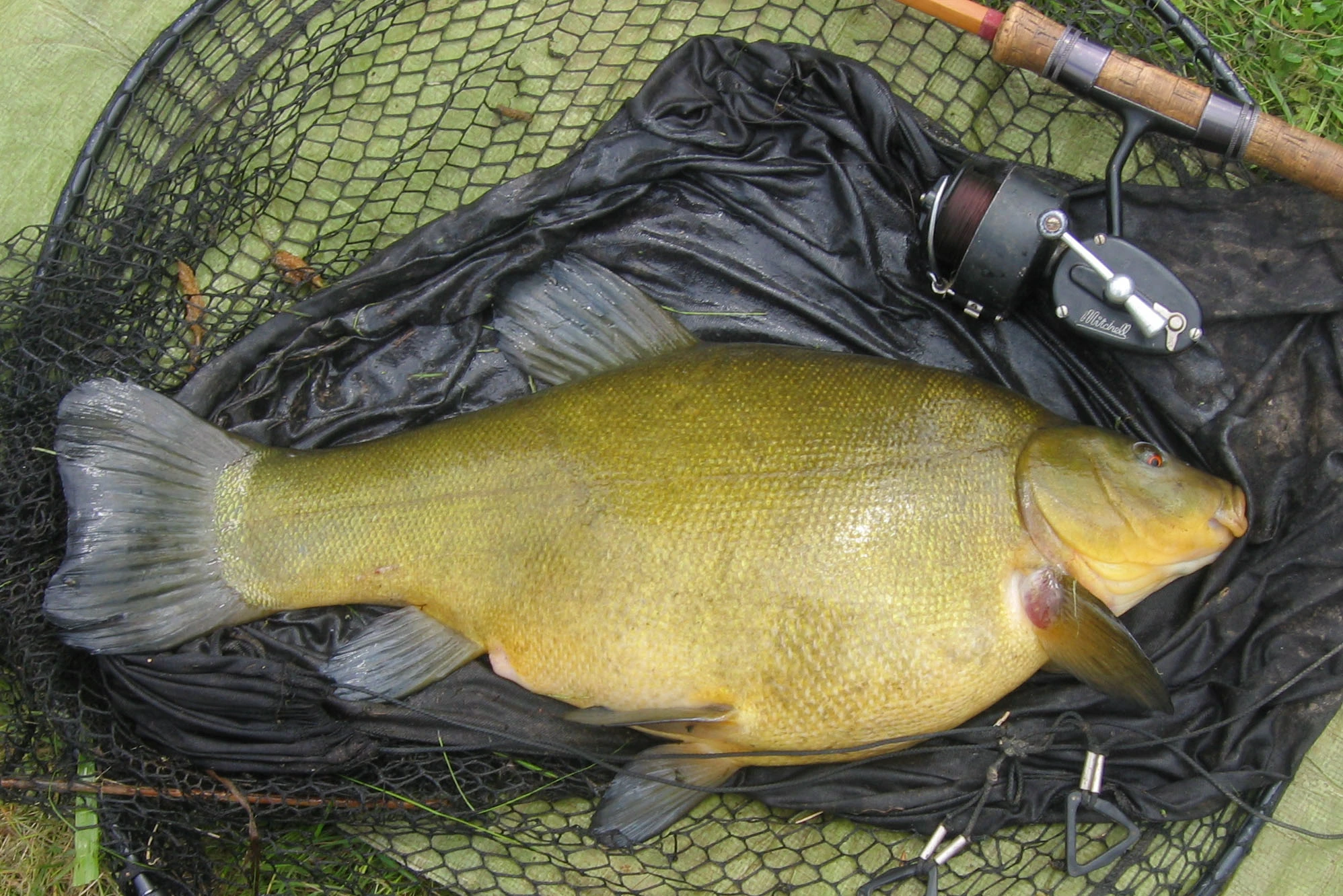 Tench | British Wildlife Wiki | Fandom powered by Wikia