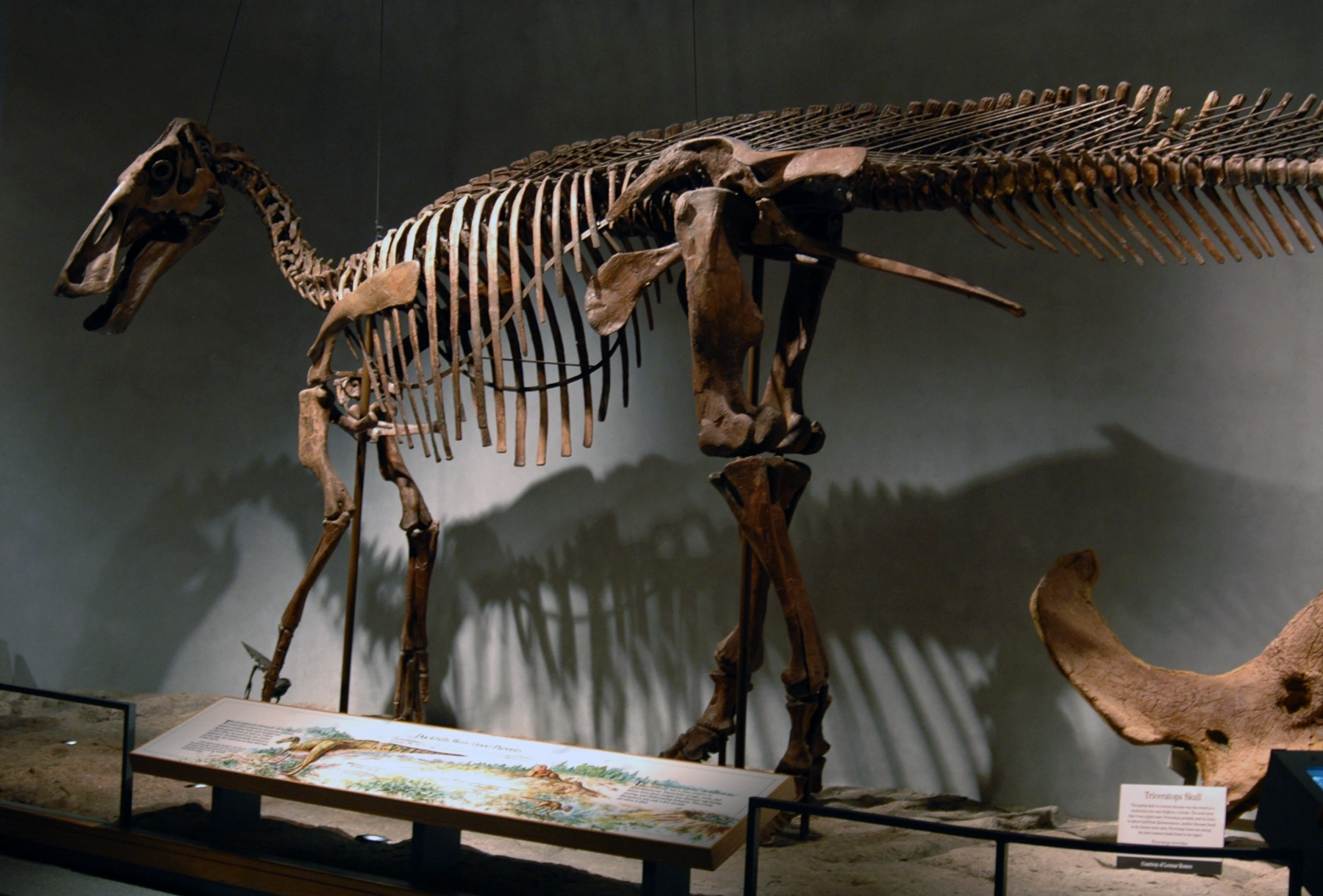 Edmontosaurus | Wiki Mesozoico | Fandom powered by Wikia