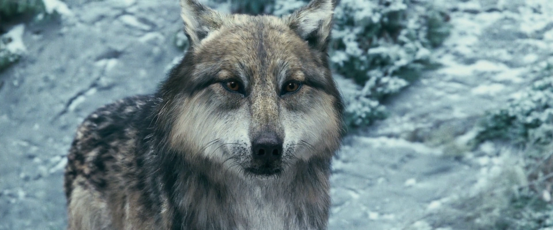 Image - Werewolves 12.png | Twilight Saga Wiki | FANDOM powered by Wikia
