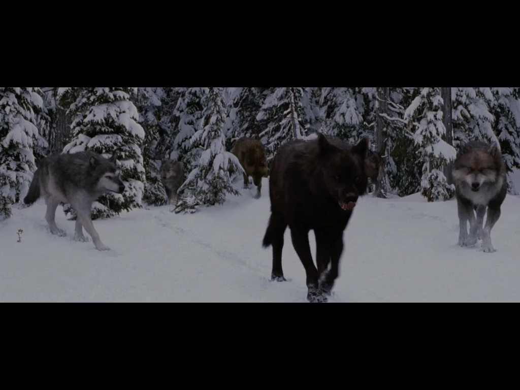 Uley Pack Twilight Saga Wiki Fandom Powered By Wikia