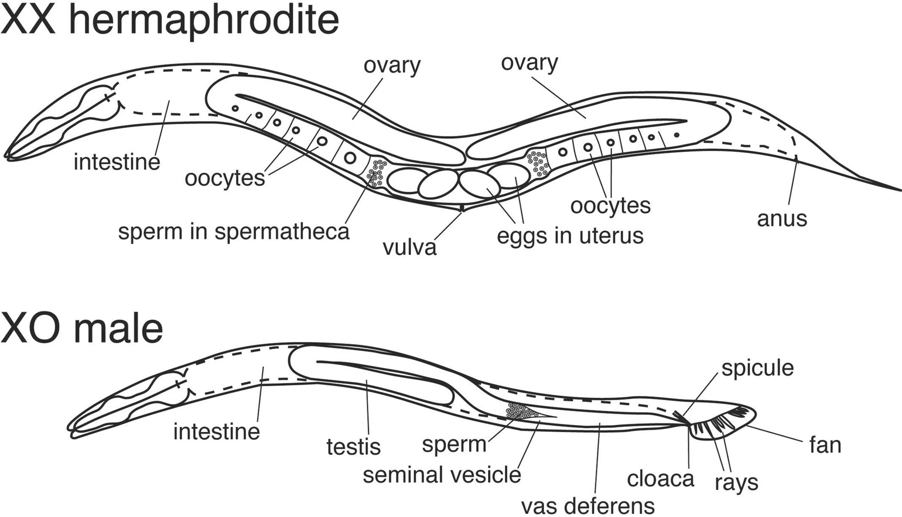 C. elegans and apoptosis | UVM Genetics & Genomics Wiki | Fandom ...