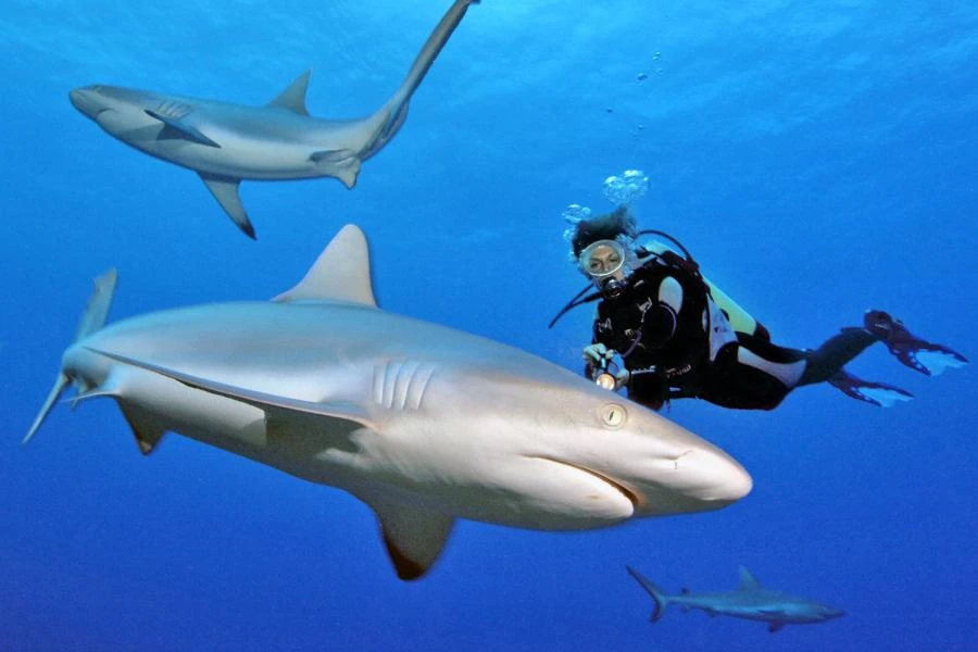 Bild - Grauer-Riffhai.jpg | Wal, Delfin und Hai Wiki | FANDOM powered ...