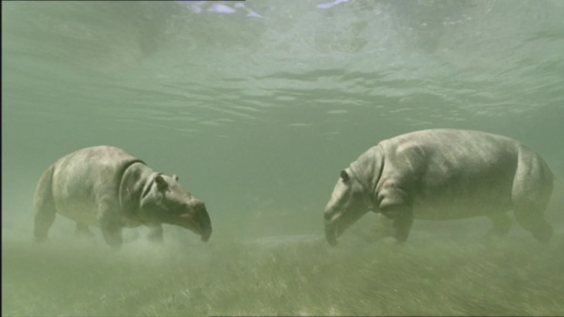 Moeritherium | Walking With Wikis | FANDOM powered by Wikia