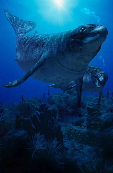 Dorudon | Walking with Dinosaurs Wiki | FANDOM powered by Wikia