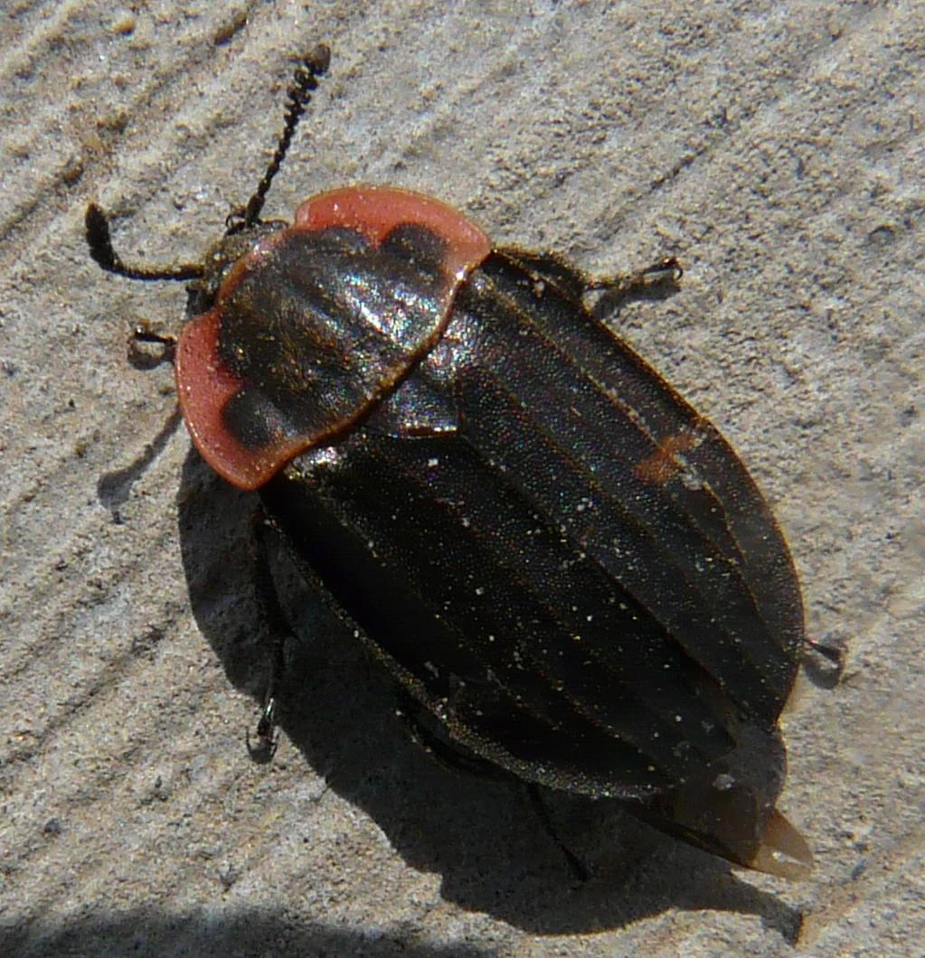 Margined Carrion beetle | Wildlife of Alberta Wiki | FANDOM powered by ...